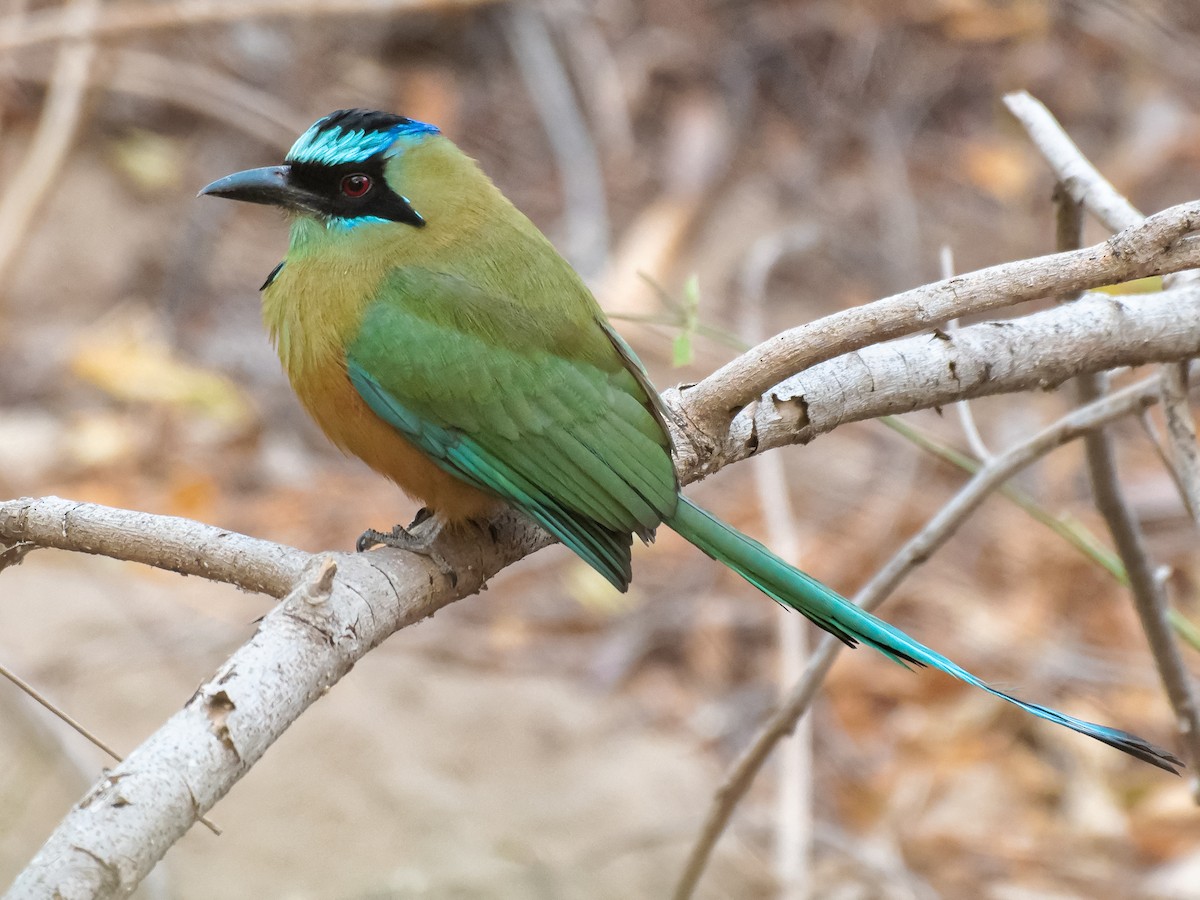 Whooping Motmot - Momotus subrufescens - Birds of the World