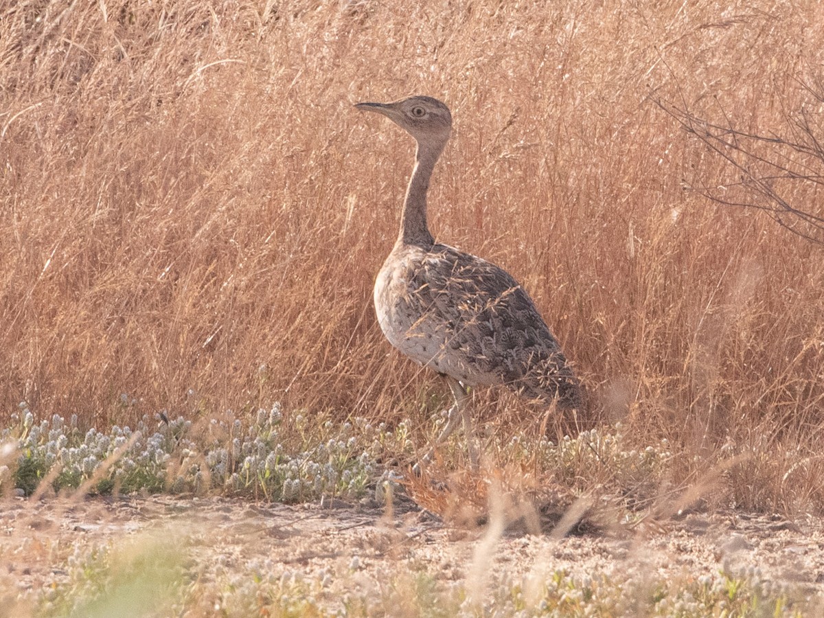 Savile's Bustard - Lophotis savilei - Birds of the World