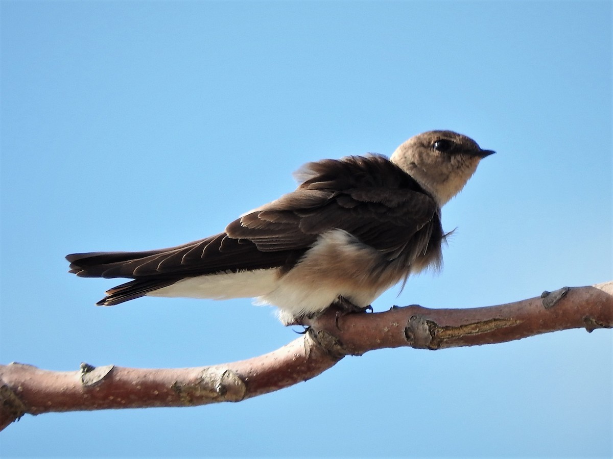 eBird Checklist - 22 Apr 2021 - Oakville--South Shell Park and Suncor ...