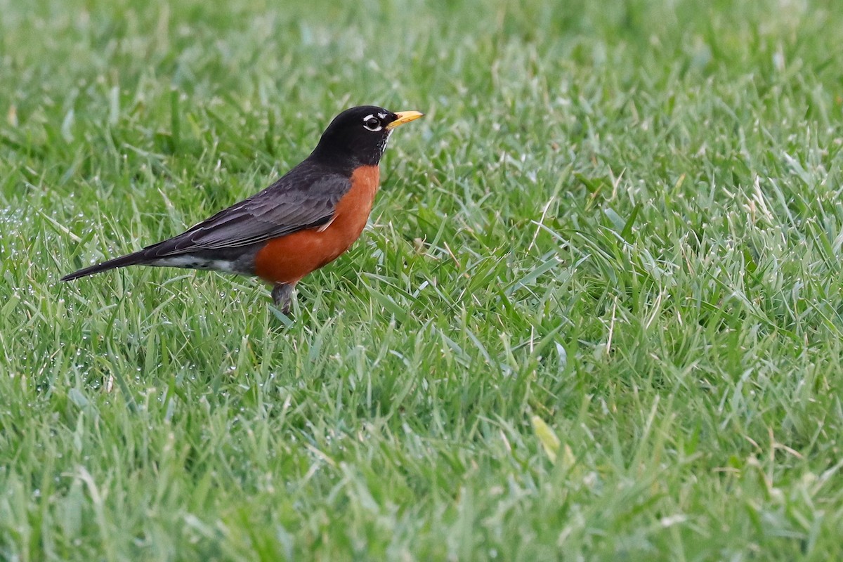 American Robin (nigrideus) - eBird
