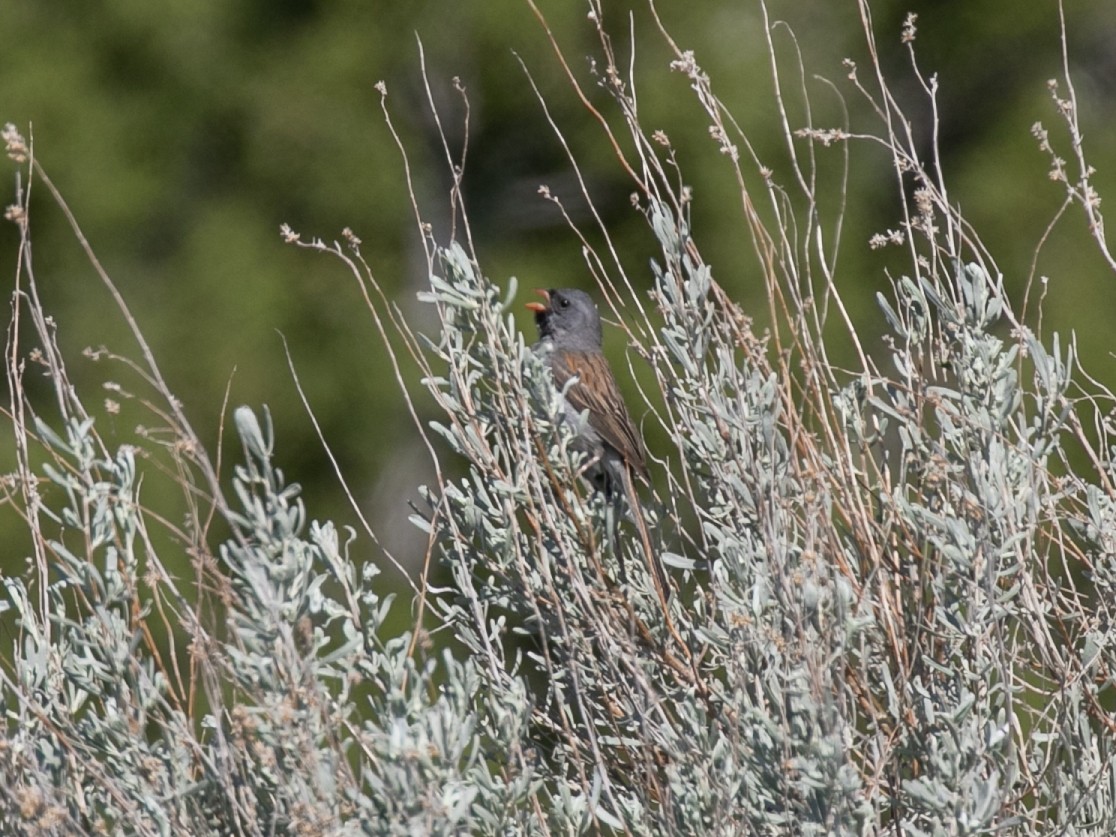 eBird Checklist - 22 Apr 2021 - Quatal Canyon (VEN Co.) - 47 species