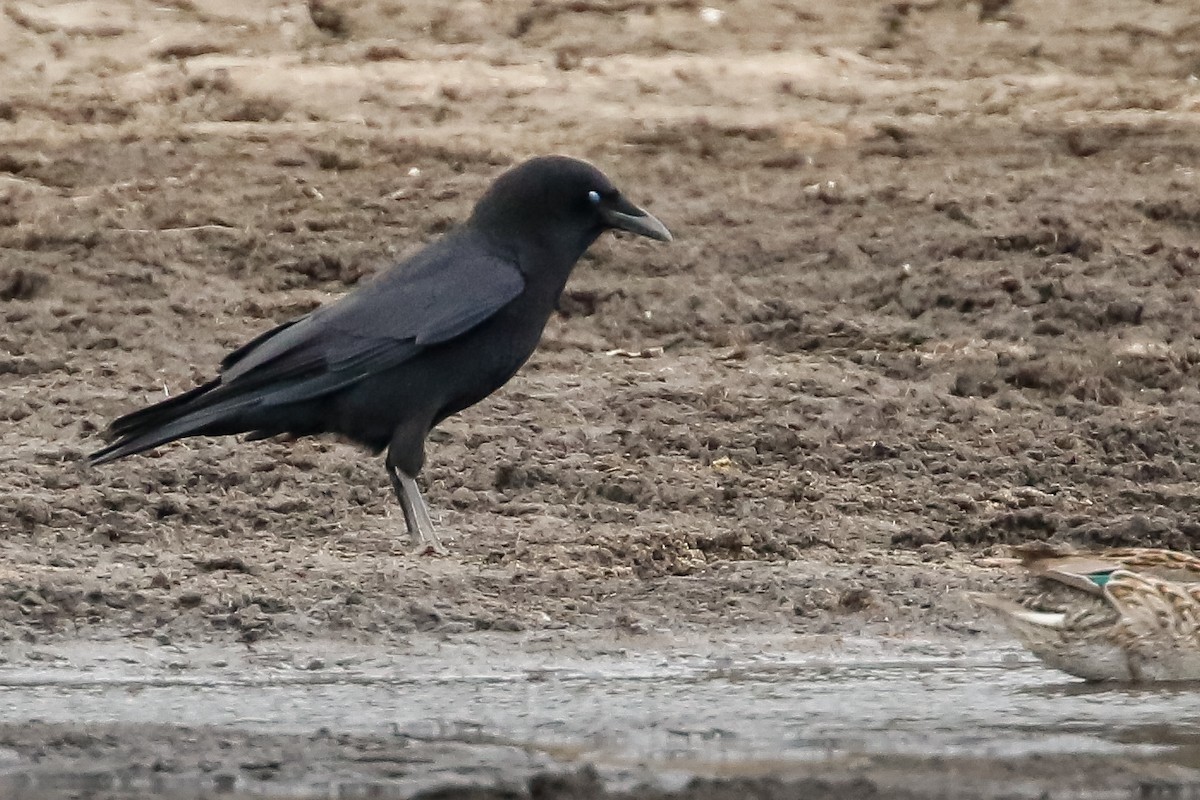 ML329194951 - American Crow - Macaulay Library