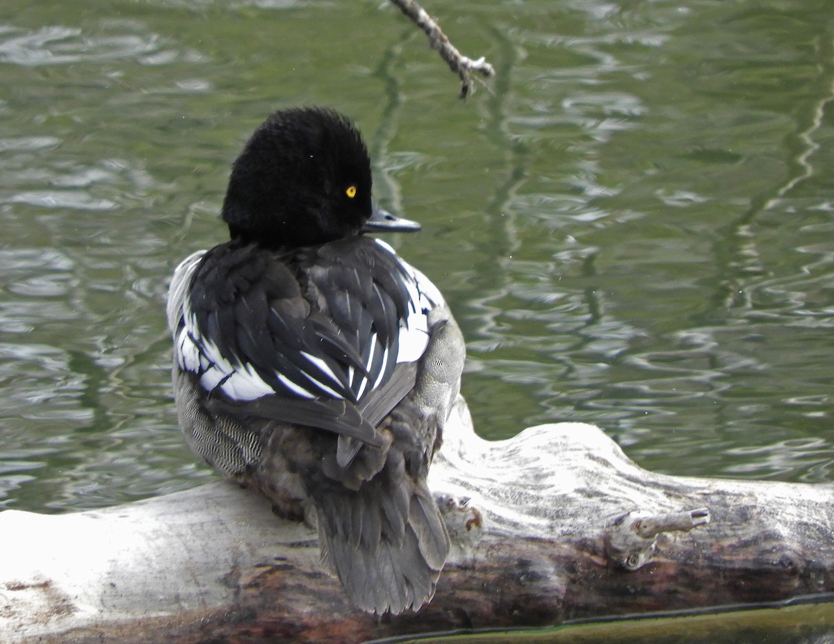 eBird Checklist - 23 Apr 2021 - Calgary--Inglewood Bird Sanctuary - 29 ...