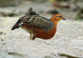 Ferruginous Partridge - Caloperdix oculeus - Birds of the World