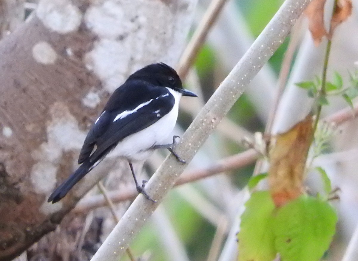 Timor Bushchat - Saxicola gutturalis - Birds of the World