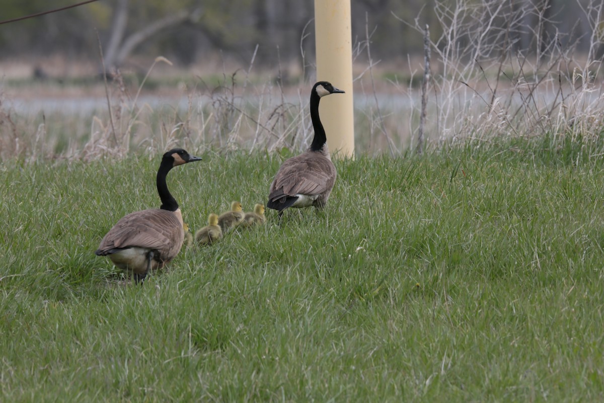 eBird Checklist - 23 Apr 2021 - Killdeer Plains Wildlife Area--Pond 27 ...