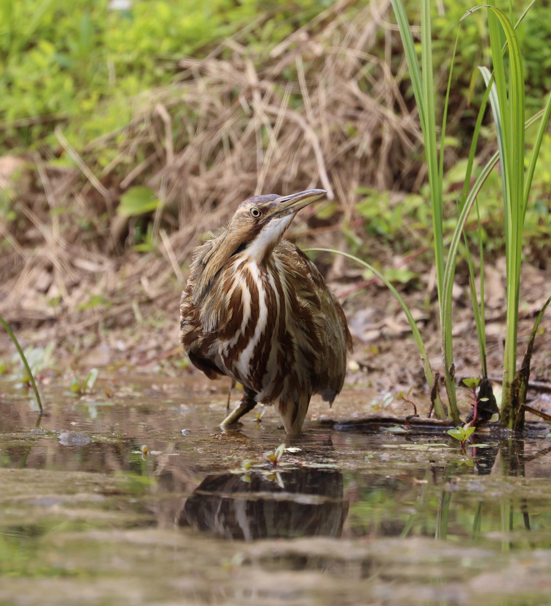 eBird Checklist - 23 Apr 2021 - Brumley Nature Preserve--North - 19 species