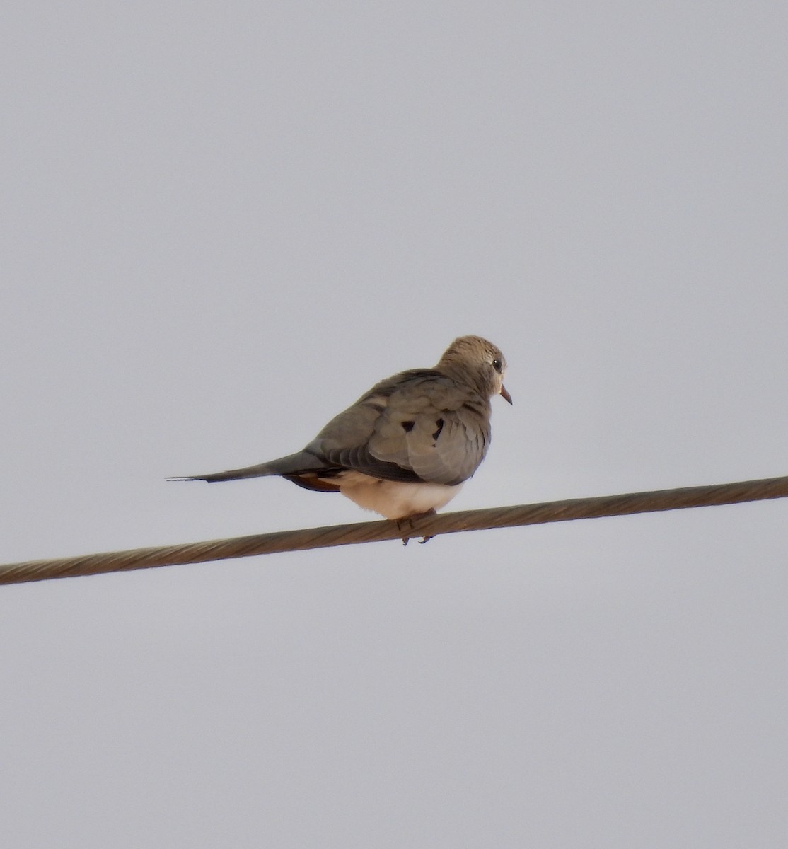 Israel Breeding Bird Atlas Checklist - 24 Apr 2021 - Yotvata--northern ...