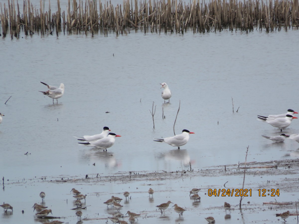 eBird Checklist - 24 Apr 2021 - Howard Marsh Metropark - 34 species