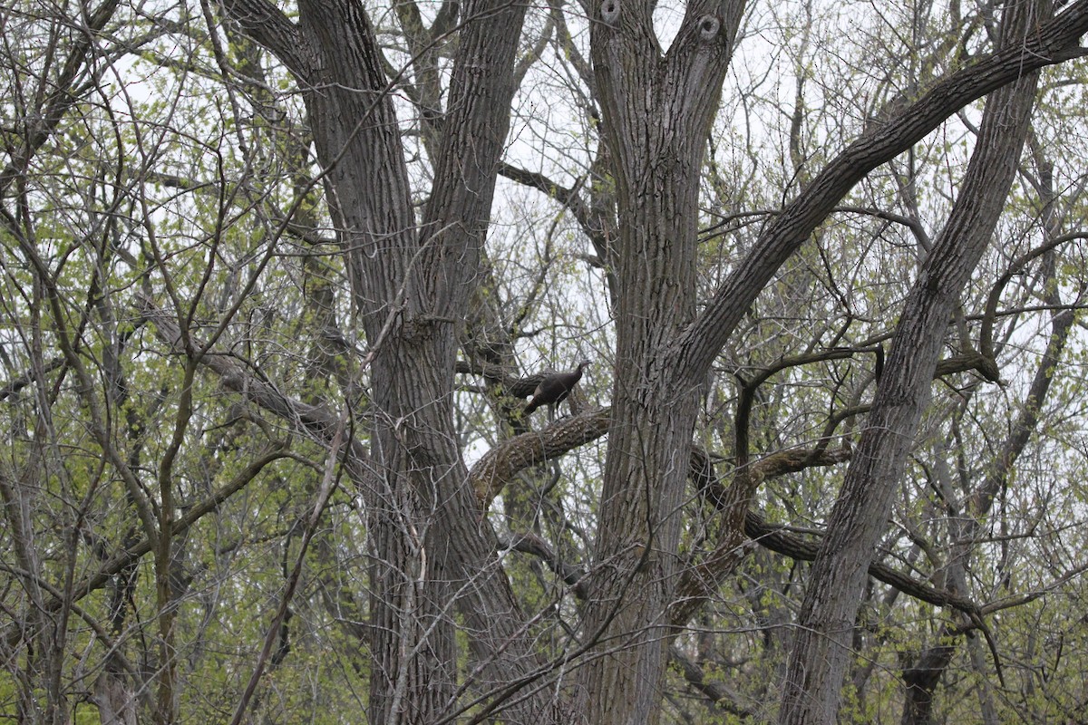 eBird Checklist - 24 Apr 2021 - LaBagh Woods Forest Preserve - 27 ...