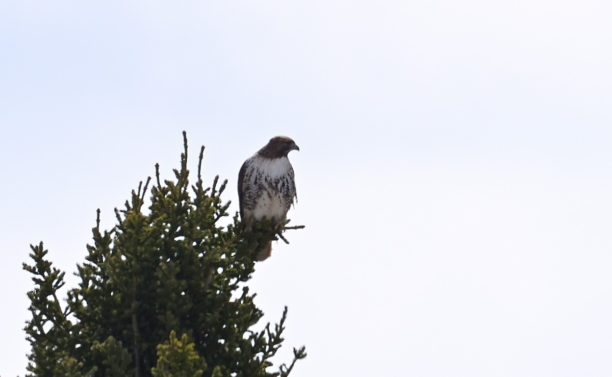 eBird Checklist - 24 Apr 2021 - HVGB--Birch Island Creek - 2 species
