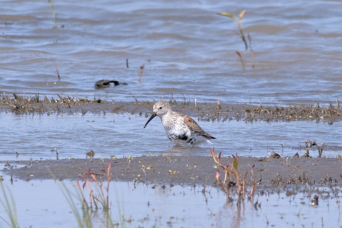 eBird Checklist - 24 Apr 2021 - Shypoke WMA - 4 species