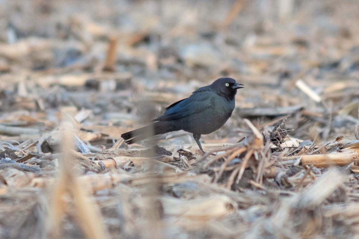 eBird Checklist - 24 Apr 2021 - Rd 19 C-D - 3 species