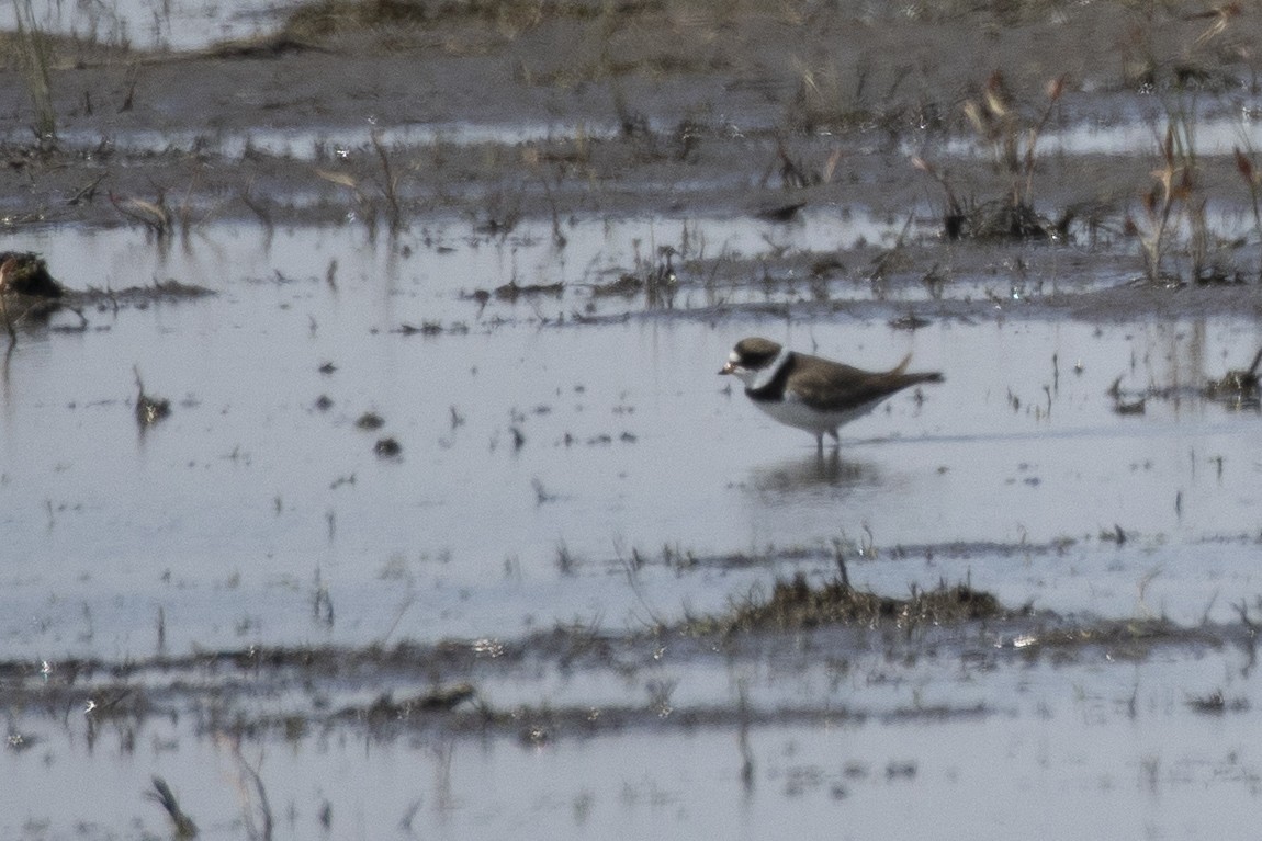 eBird Checklist - 24 Apr 2021 - Shypoke WMA - 13 species (+1 other taxa)