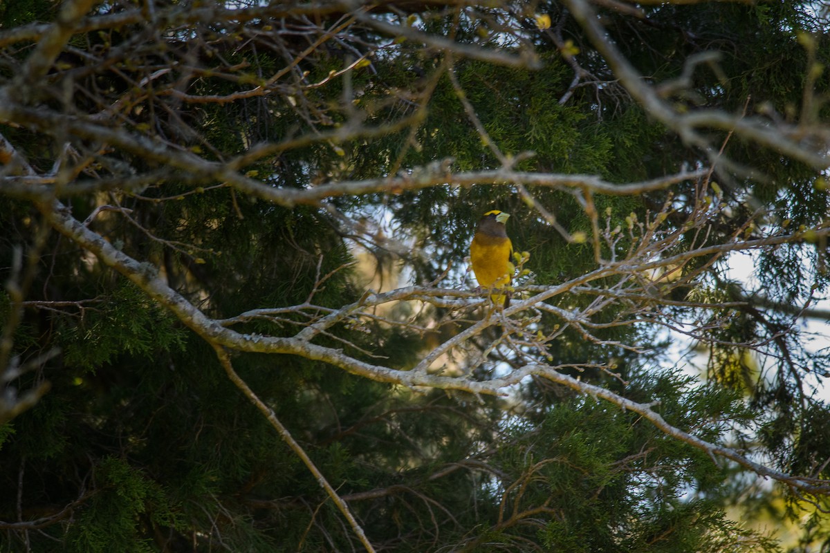 eBird Checklist - 23 Apr 2021 - 207 Stevens Street, West Cape May, New ...
