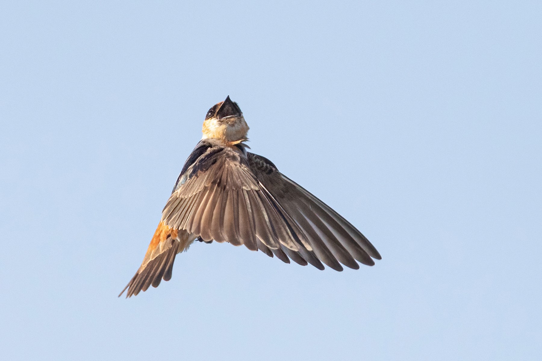 Cave Swallow (Caribbean) - eBird