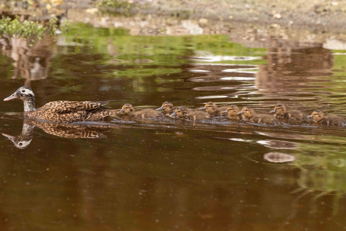 eBird Checklist - 21 Apr 2021 - Midway Atoll--Brackish Seep - 13 species