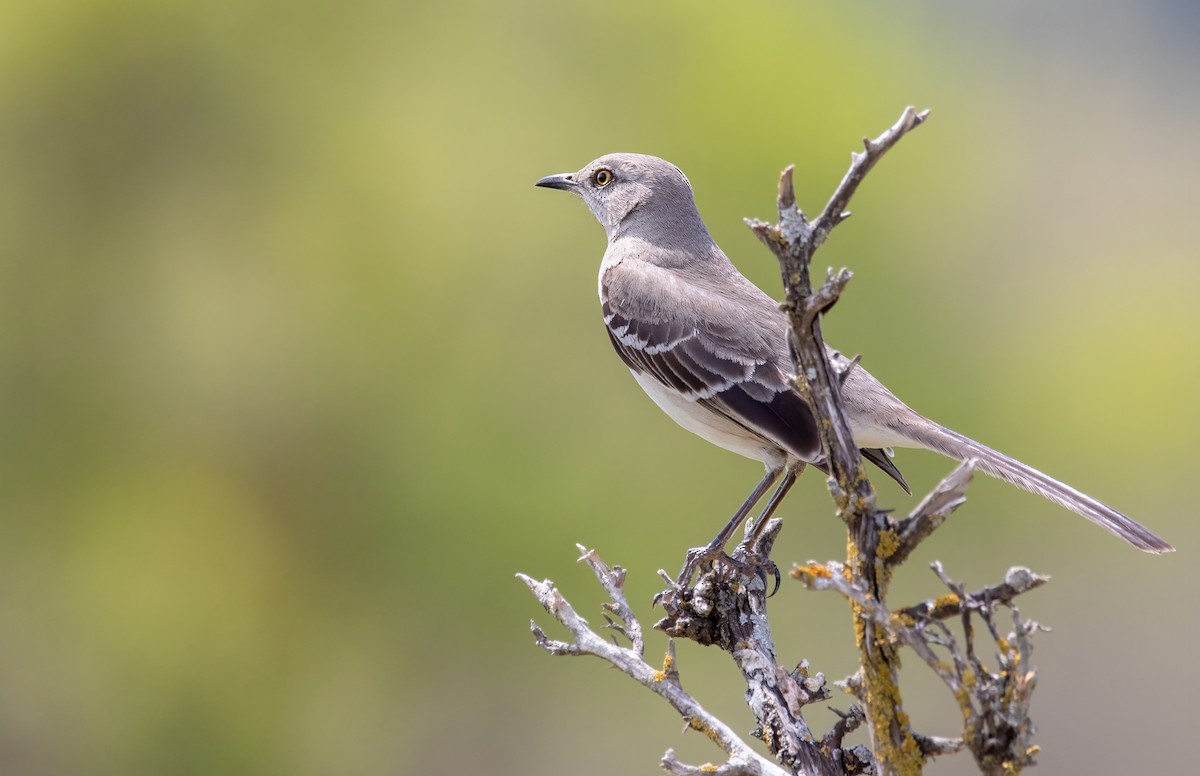 ML330545321 - Northern Mockingbird - Macaulay Library
