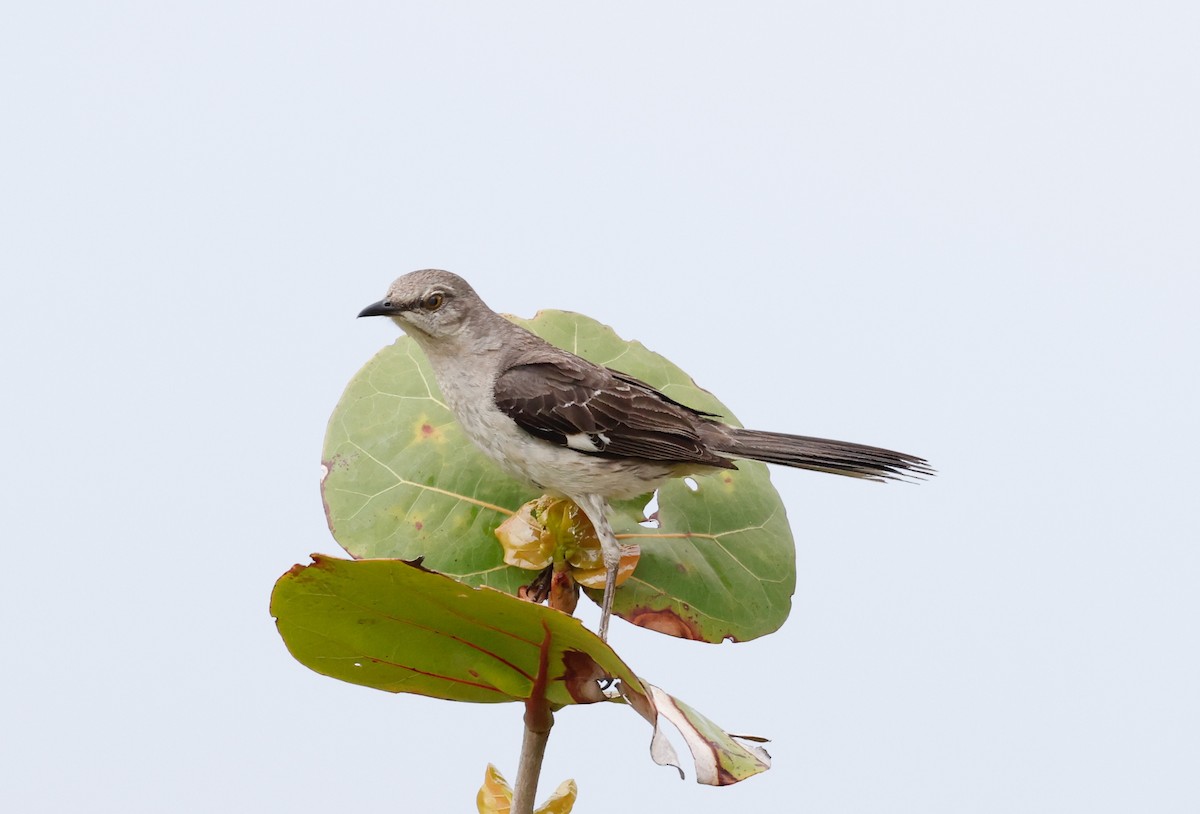 Bahama x Northern Mockingbird (hybrid) - eBird