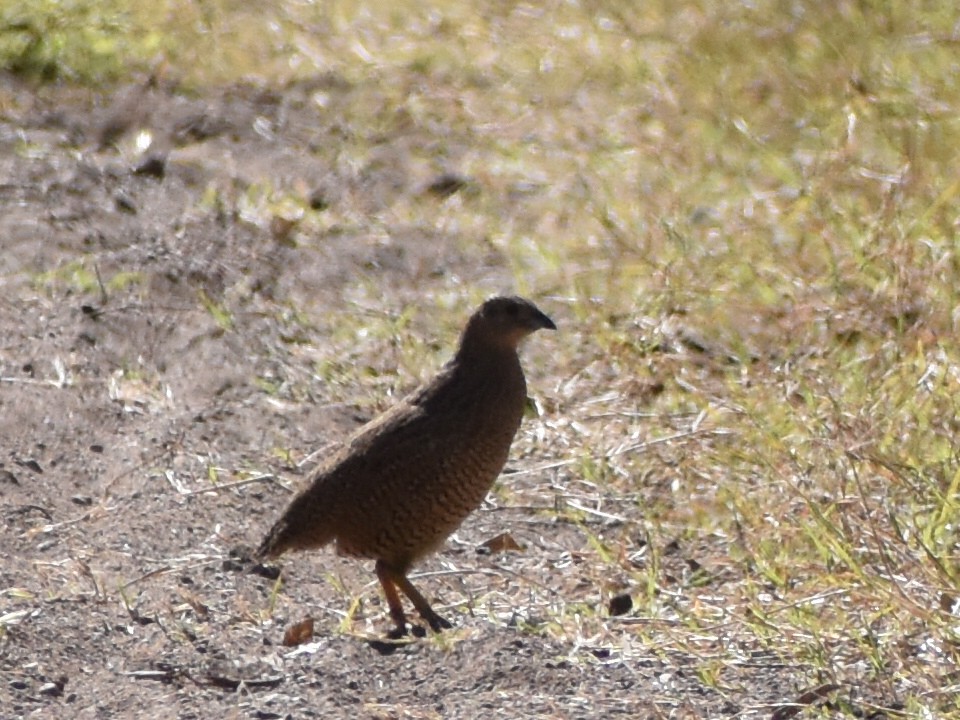 eBird Checklist - 25 Apr 2021 - Wollemi National Park--Baerami Oil ...