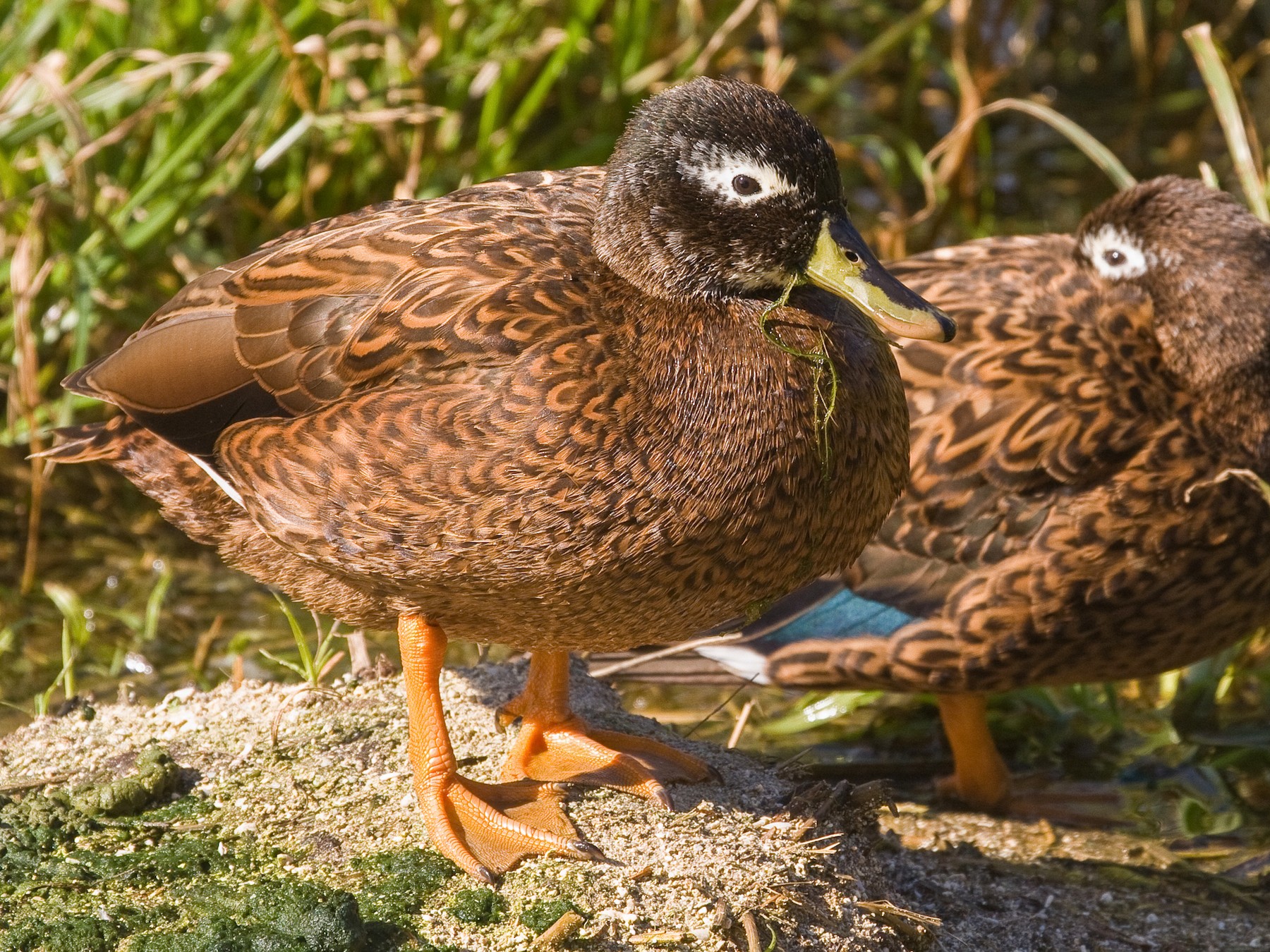 Laysan Duck - eBird