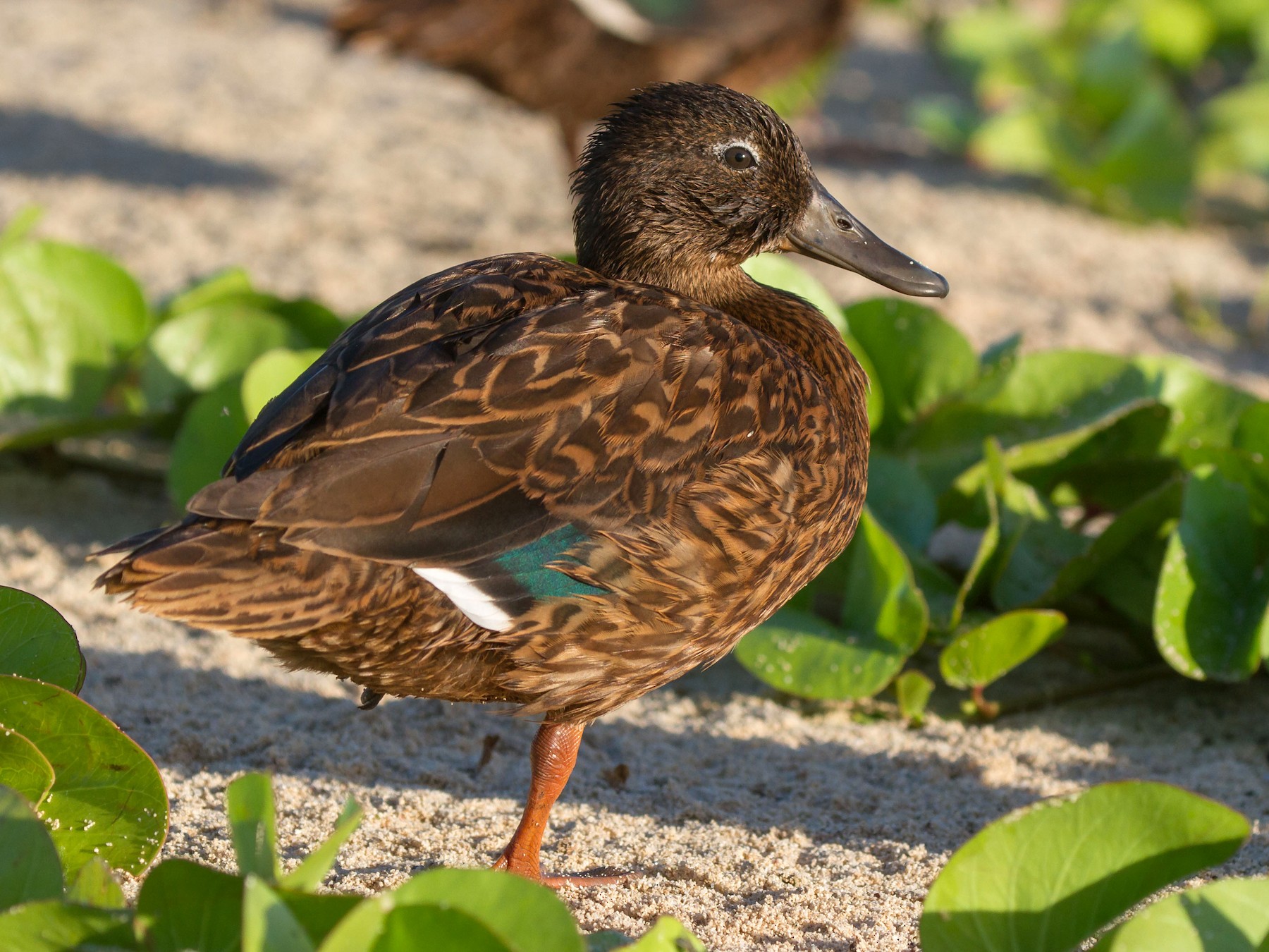 Laysan Duck - eBird