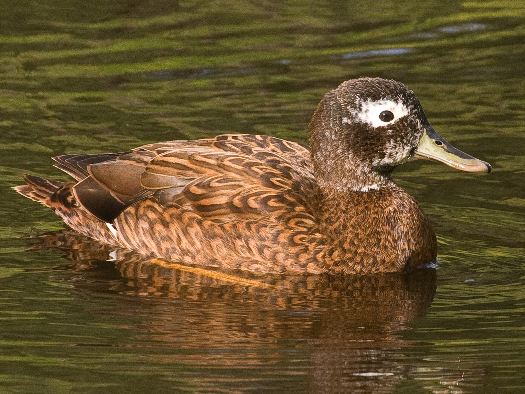 Laysan Duck - eBird
