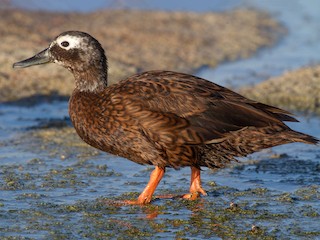 Laysan Duck - eBird