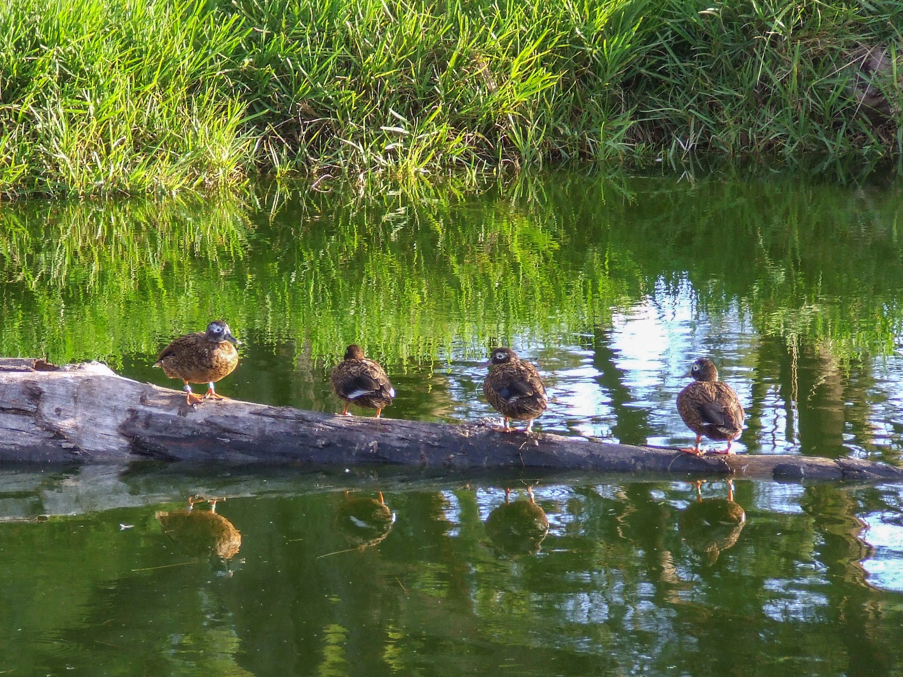 Laysan Duck - eBird