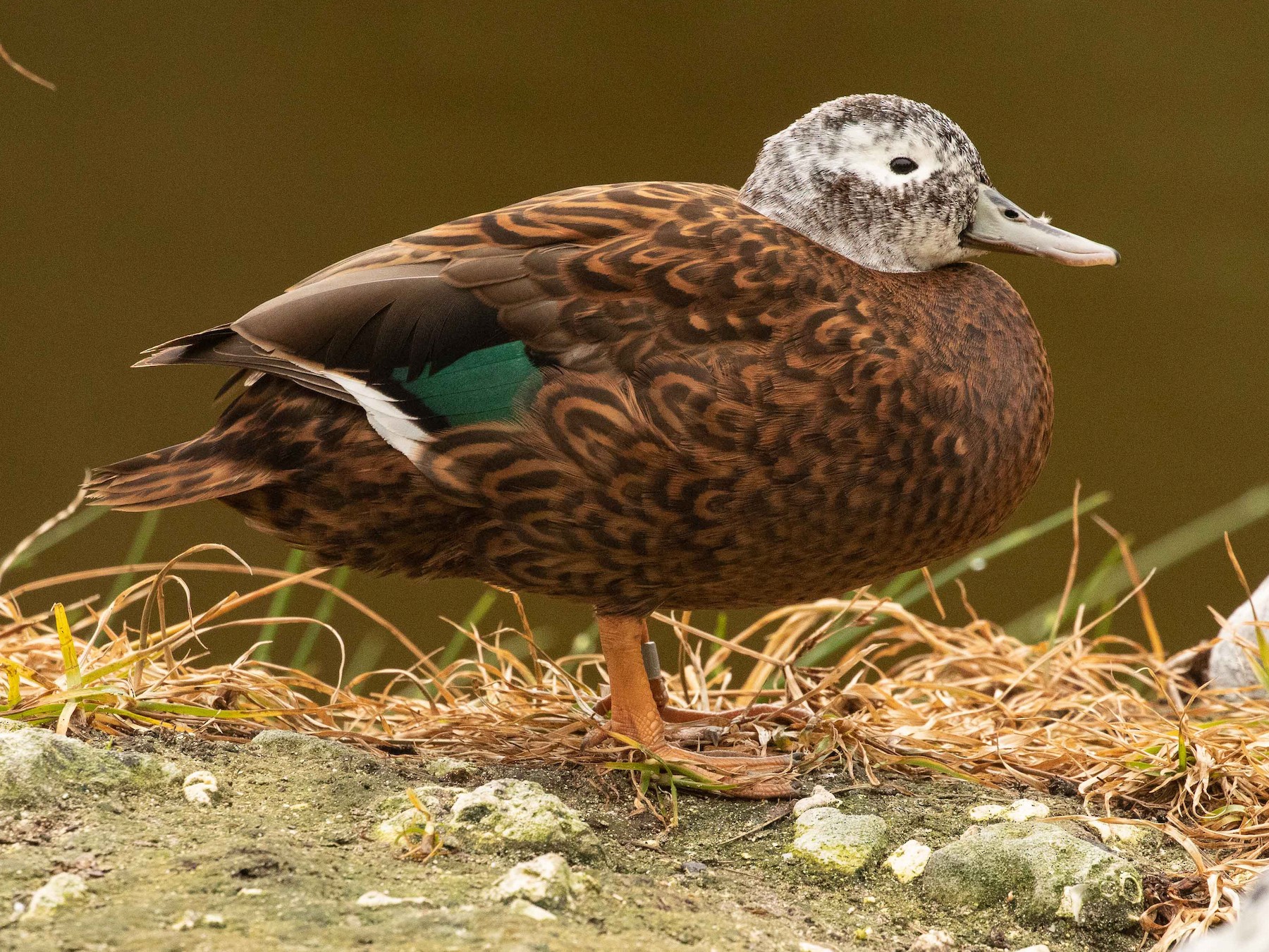 Laysan Duck - eBird