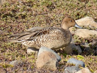 Eaton's Pintail - eBird
