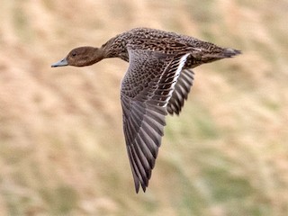 Eaton's Pintail - eBird