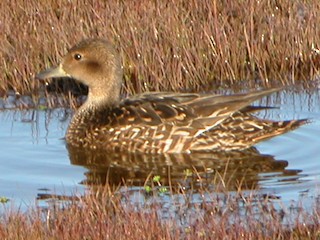 Eaton's Pintail - eBird