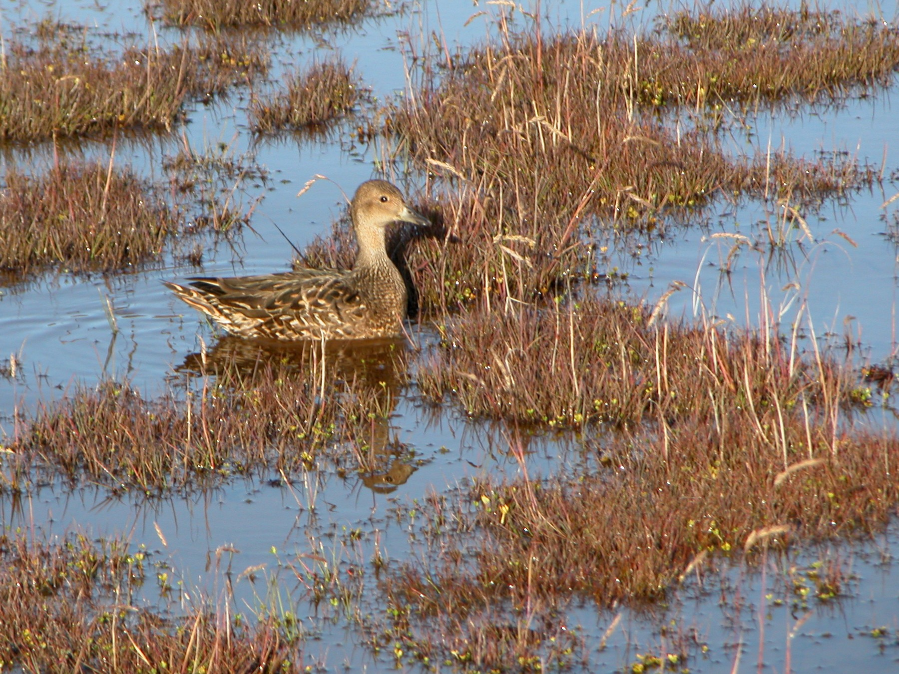 Eaton's Pintail - eBird