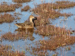 Eaton's Pintail - eBird