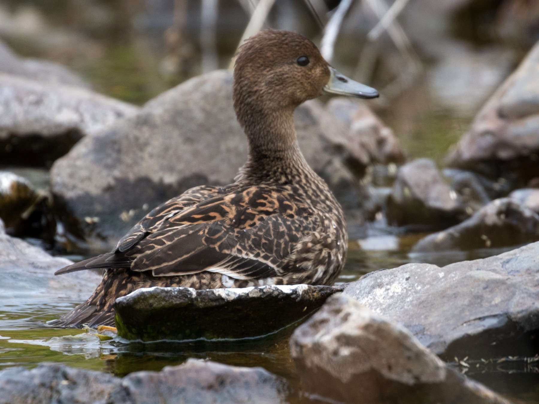 Eaton's Pintail - eBird