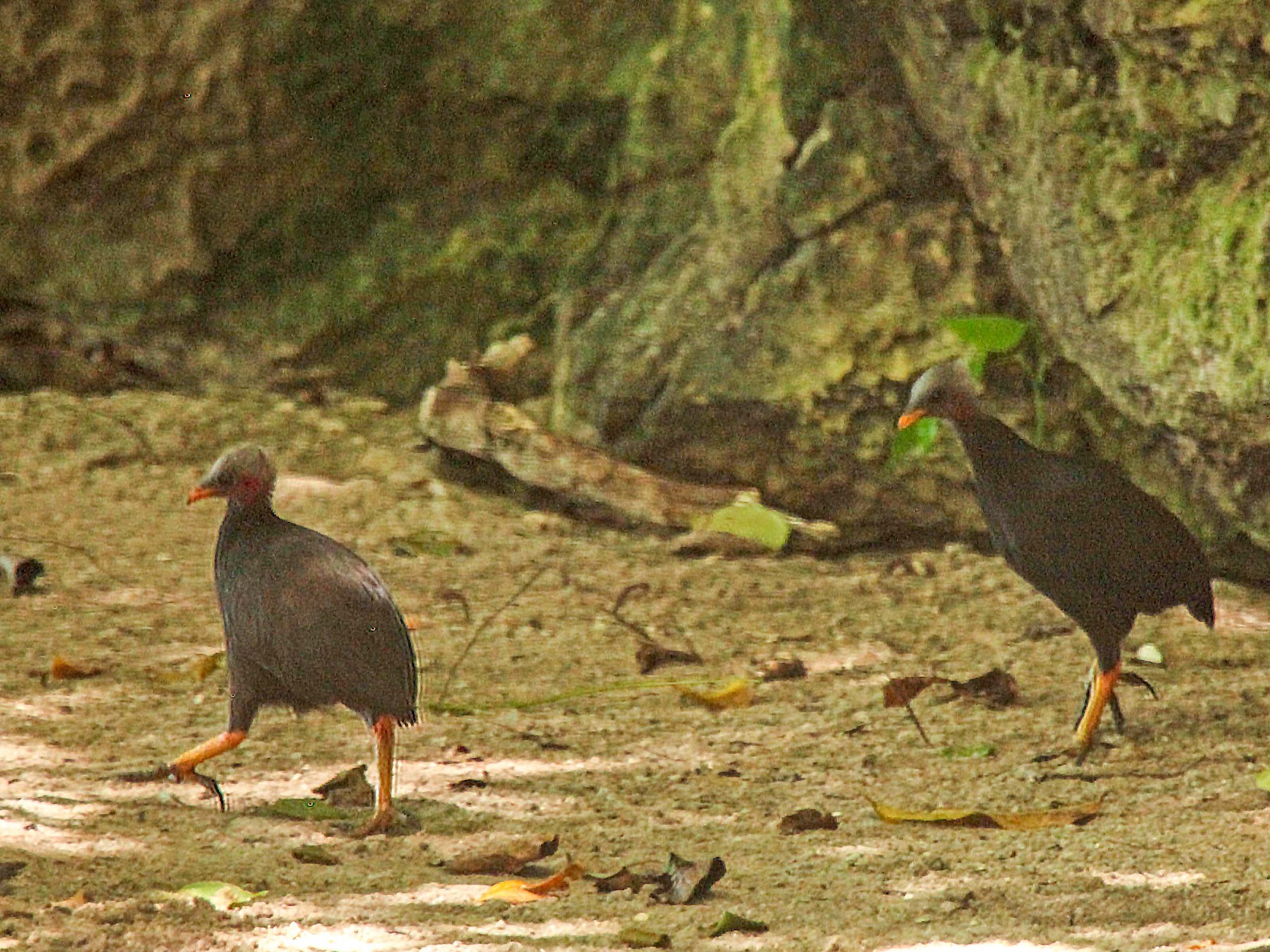 Micronesian Megapode - eBird
