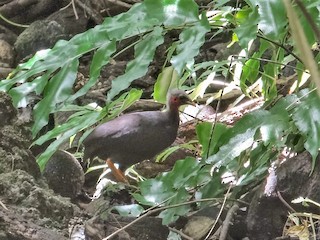 Micronesian Megapode - eBird