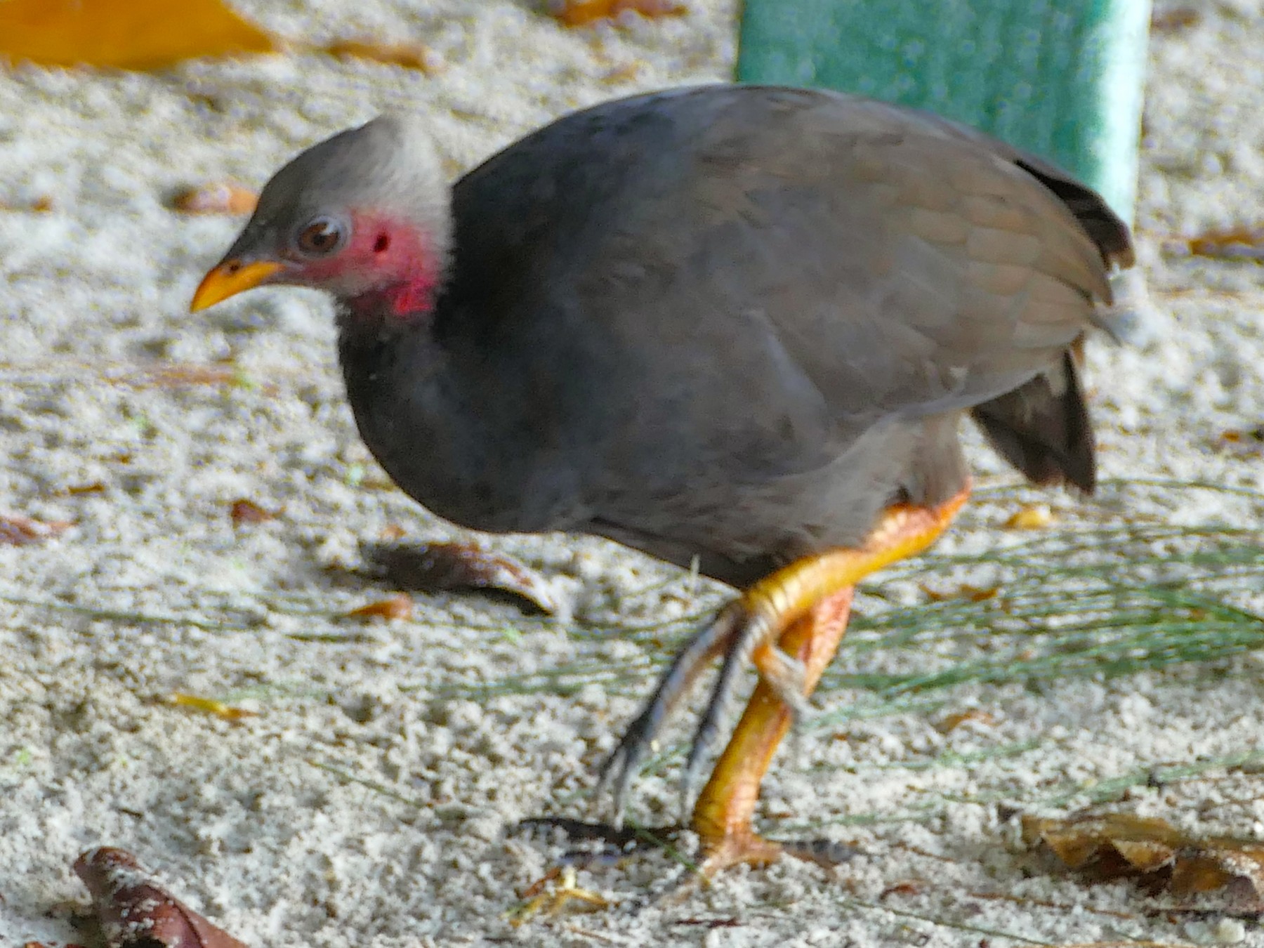 Micronesian Megapode - eBird