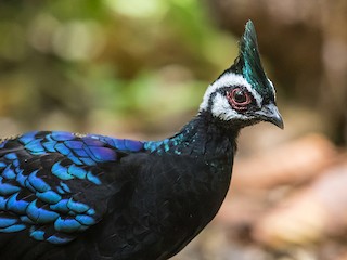 Palawan Peacock-Pheasant - eBird