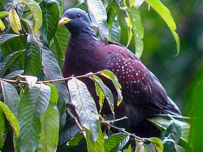 Maroon Pigeon - eBird