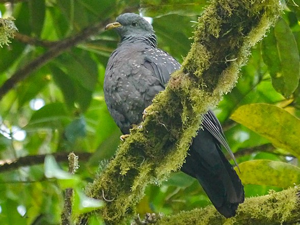 Maroon Pigeon - eBird