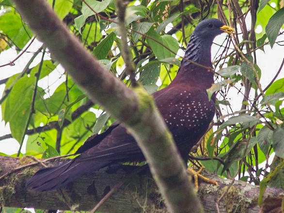 Maroon Pigeon - eBird