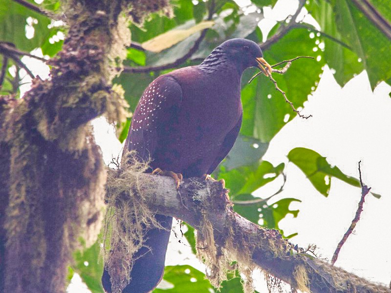 Maroon Pigeon - eBird