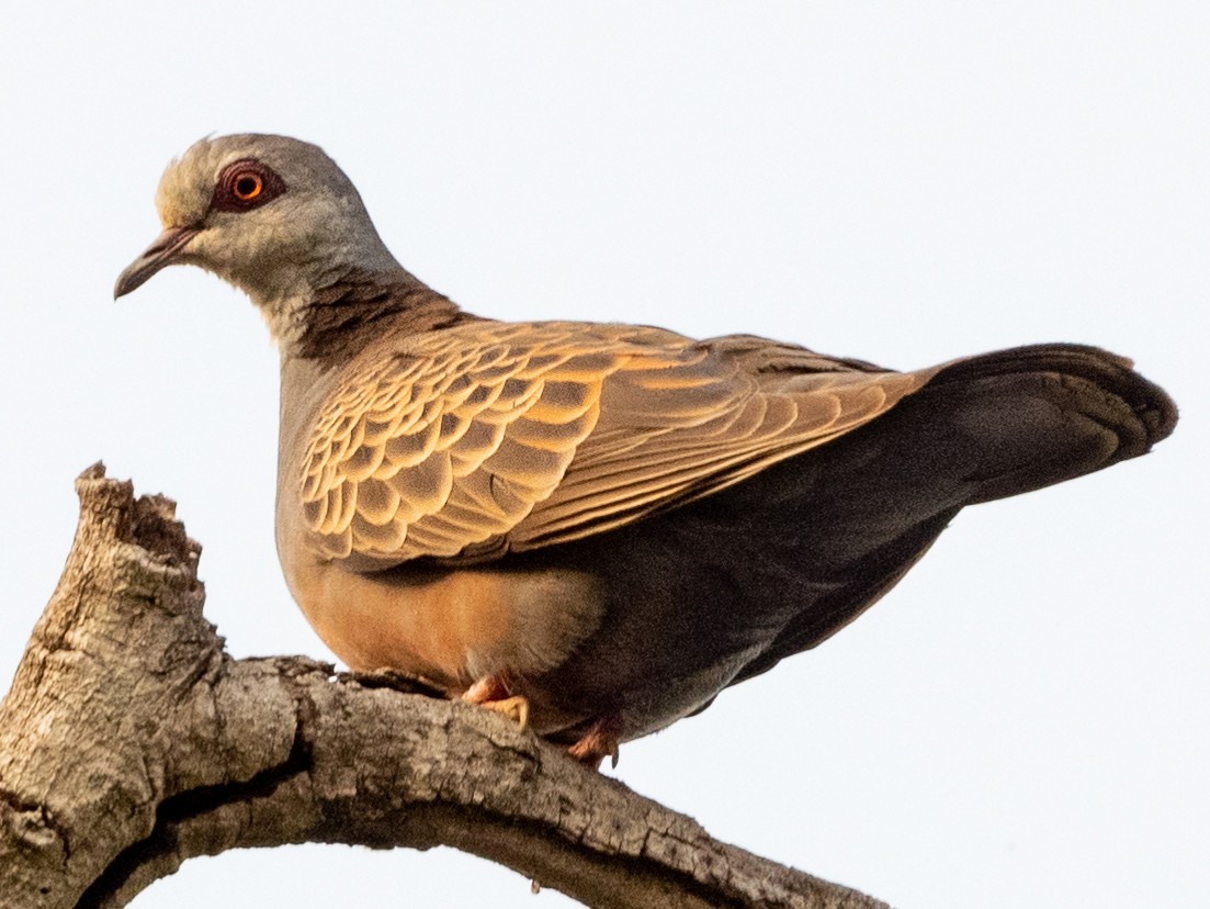 Adamawa Turtle-Dove - eBird