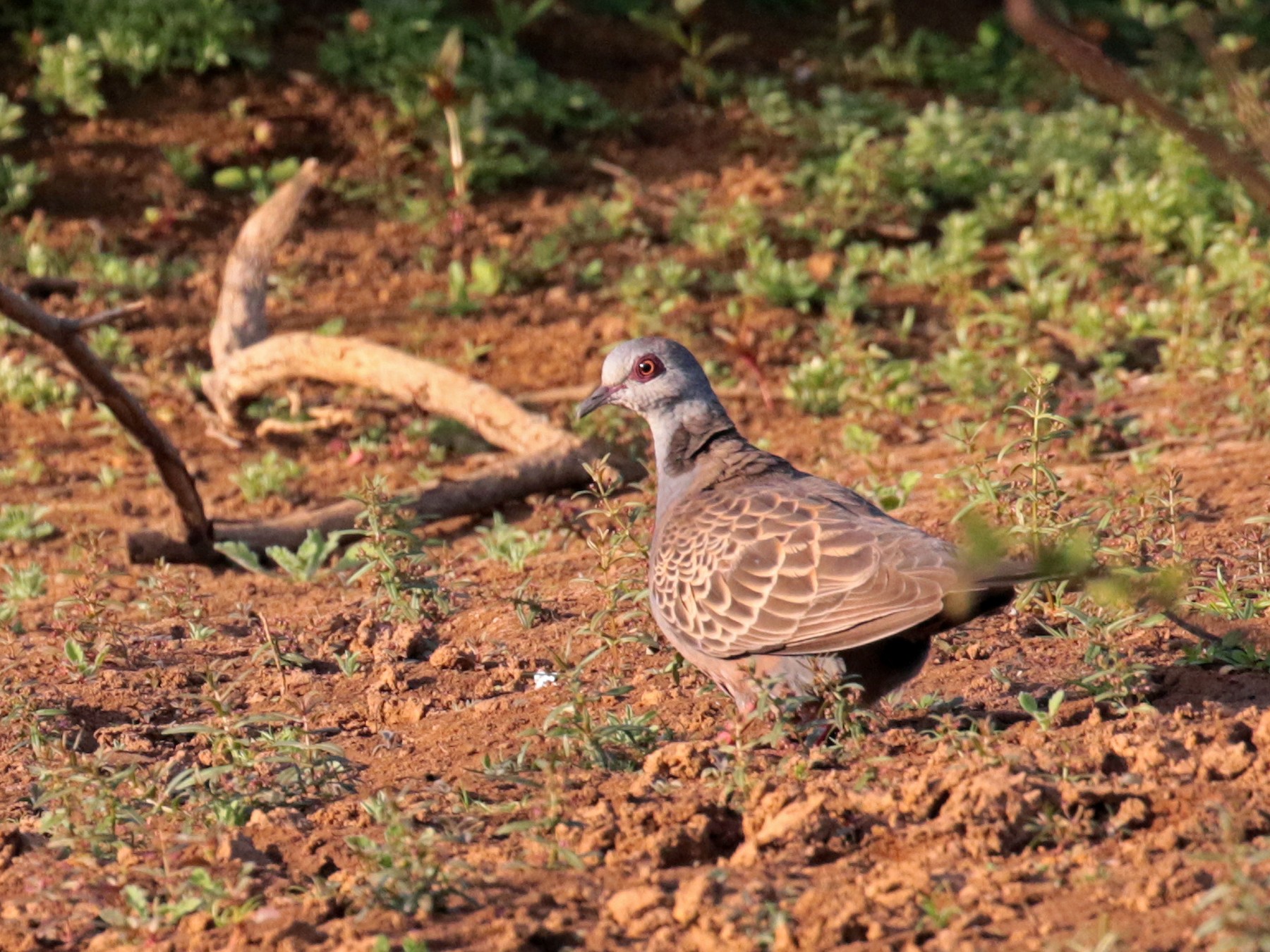 Adamawa Turtle-Dove - eBird