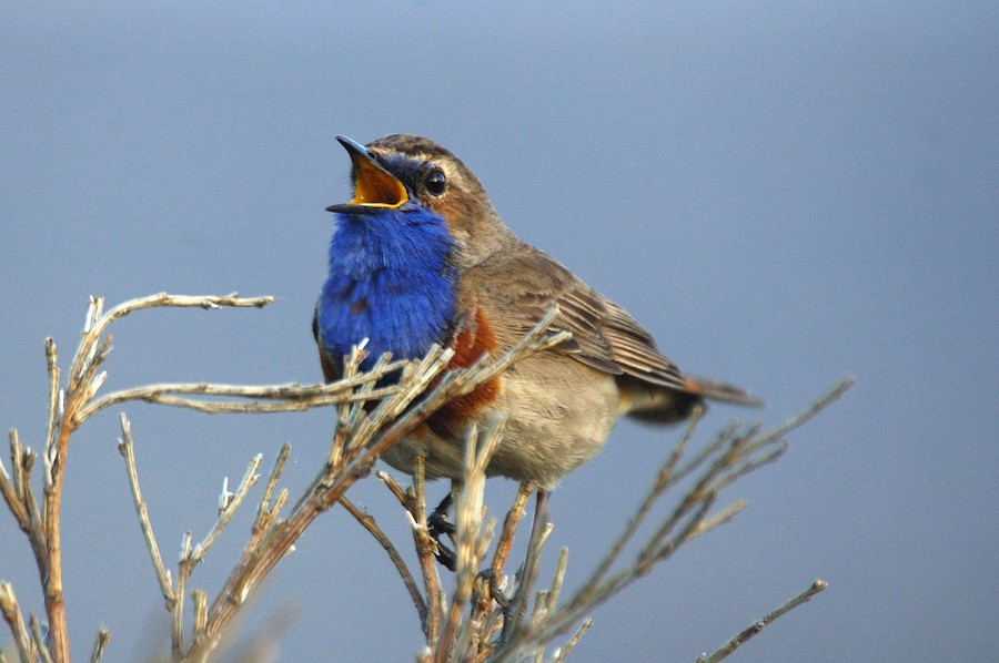 Bluethroat (Iberian) - eBird