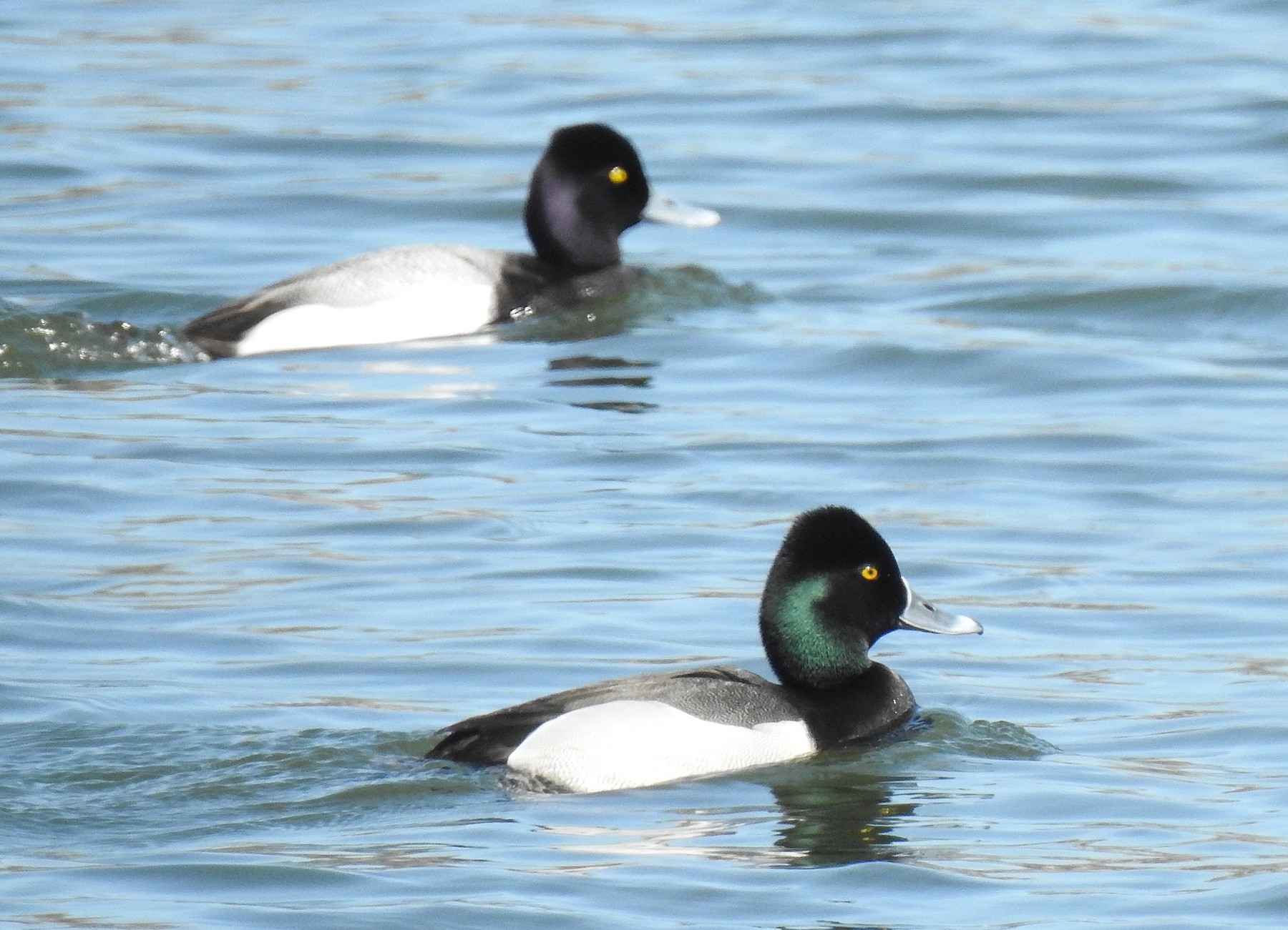 Ring-necked Duck x scaup sp. (hybrid) - eBird
