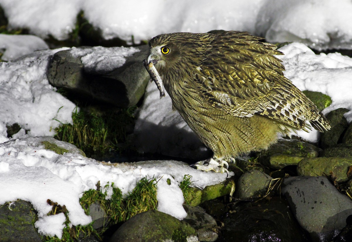 Blakiston's Fish-Owl - Ketupa blakistoni - Birds of the World