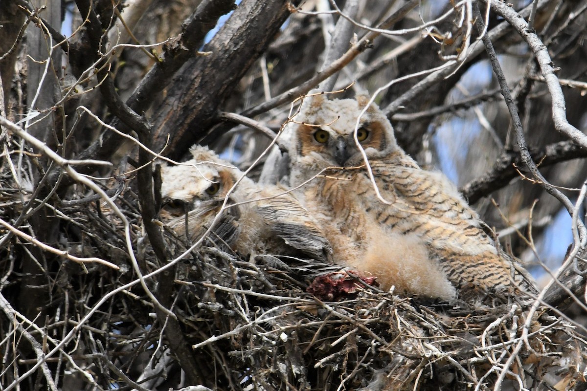 eBird Checklist - 27 Apr 2021 - Bear Creek Park East (El Paso) - 21 ...